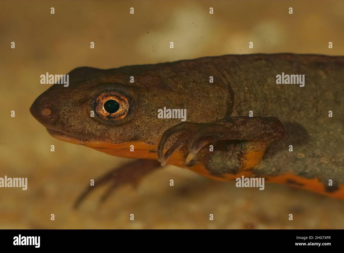 Closeup on an aquatic male of the critically endangered Chinese Fuding ...