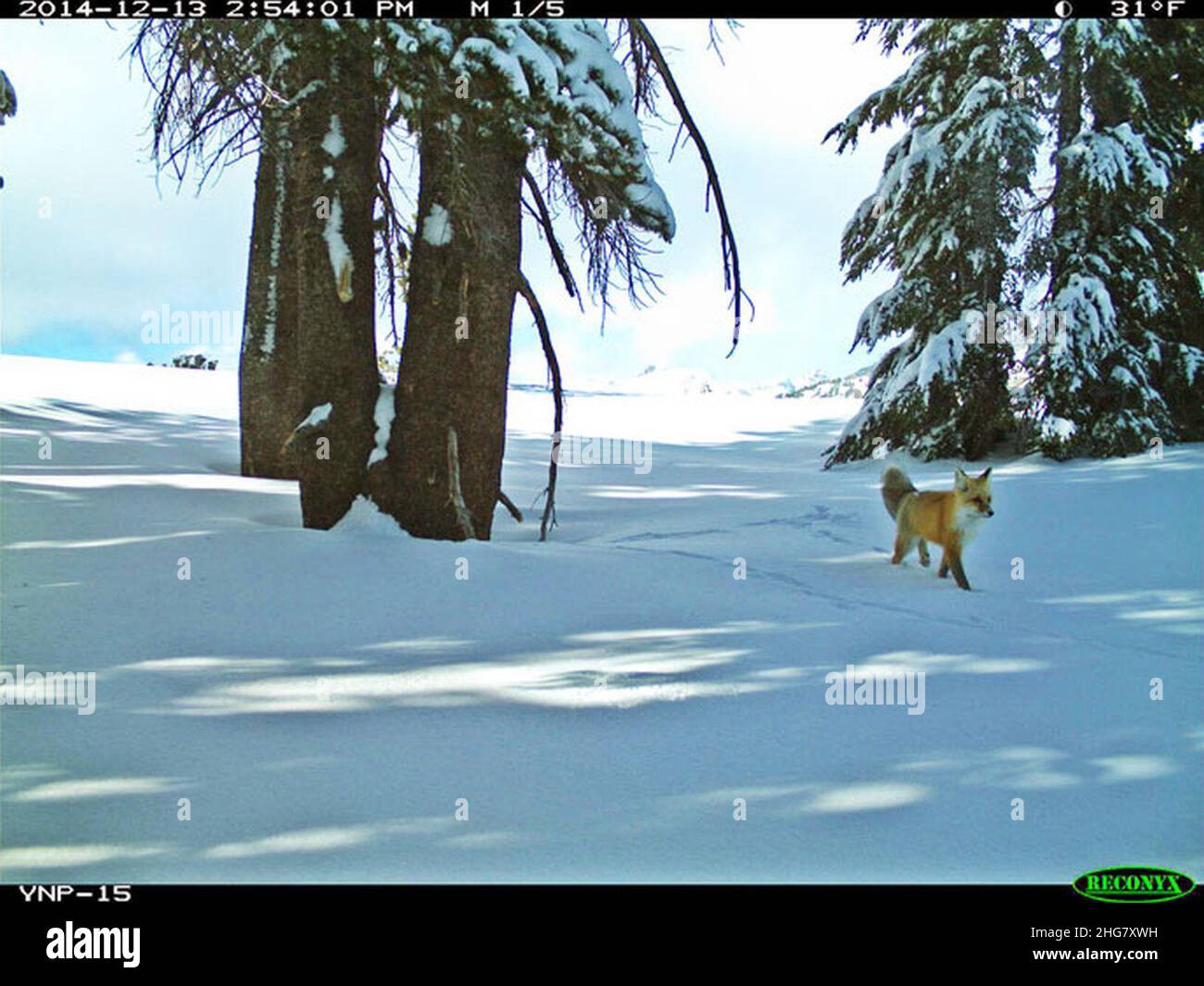 Sierra nevada red fox hi-res stock photography and images - Alamy