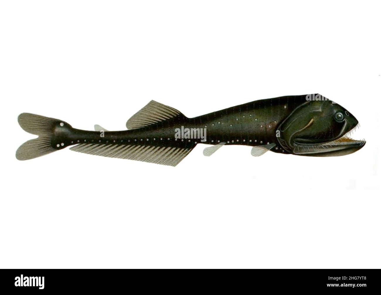 Sigmops bathyphilus hi-res stock photography and images - Alamy