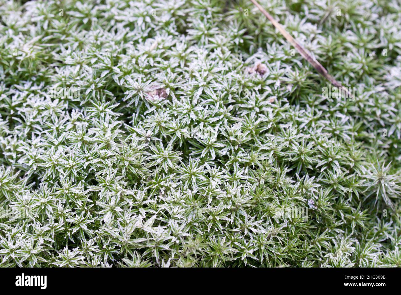 Frosted moss hi-res stock photography and images - Alamy