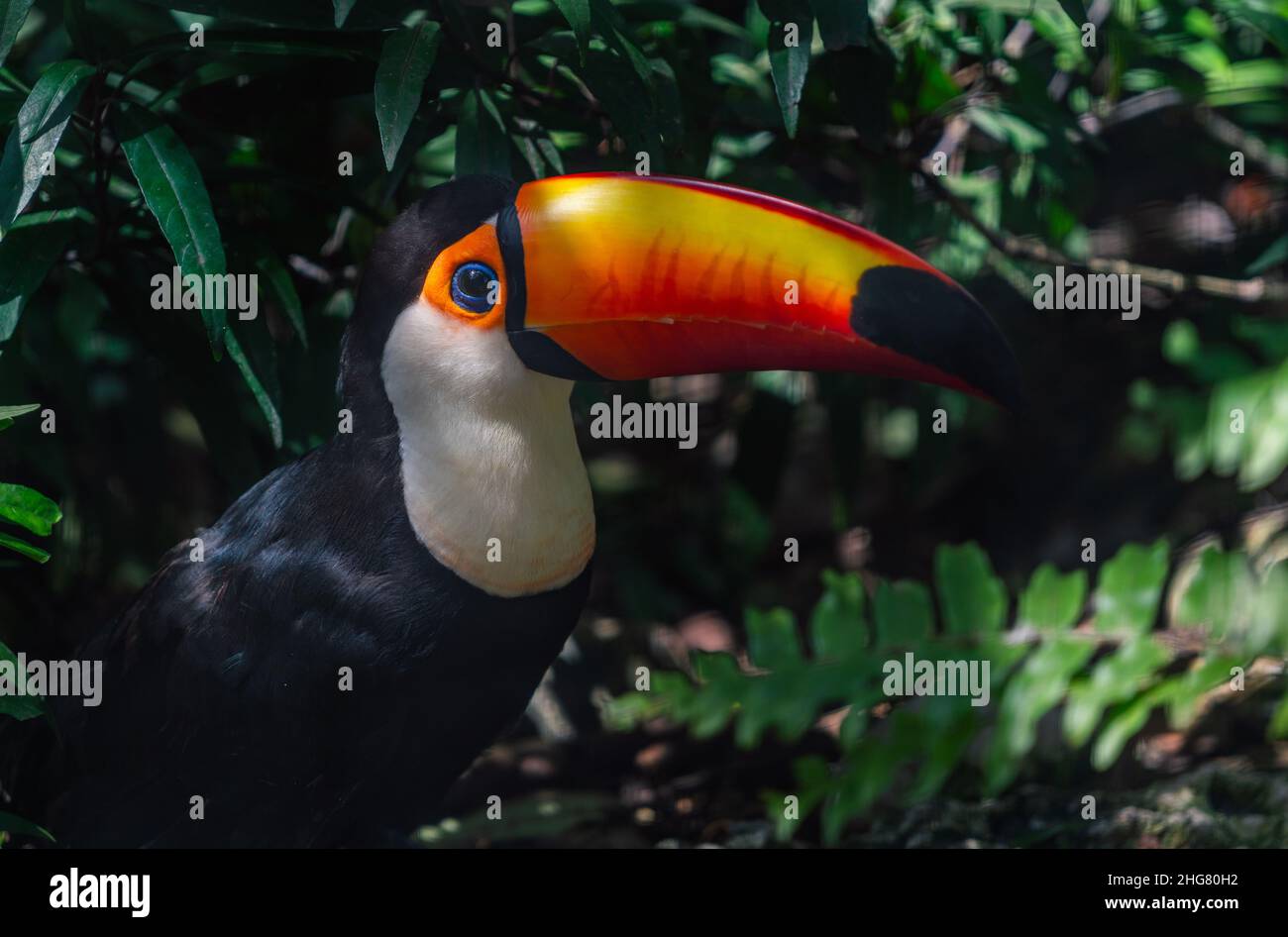 Close up a beautifully colored Toco toucan in a forest, side view Toco ...