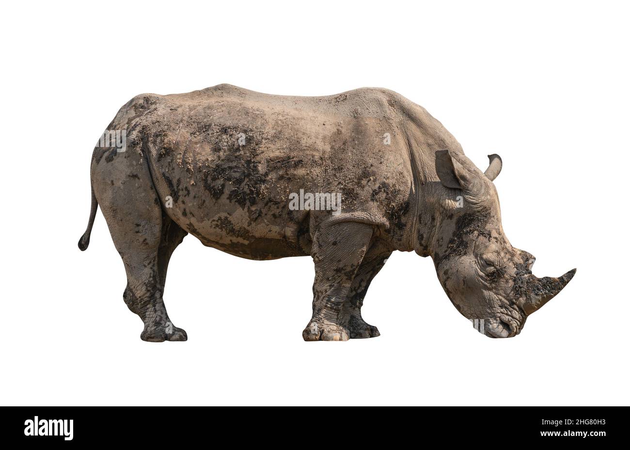 Rhino Side View