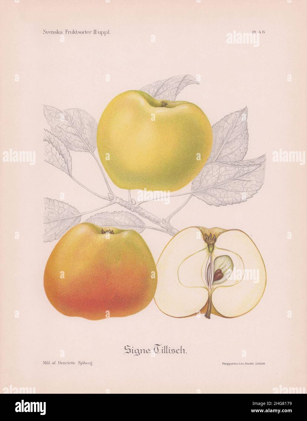 Signe tillisch hi-res stock photography and images - Alamy