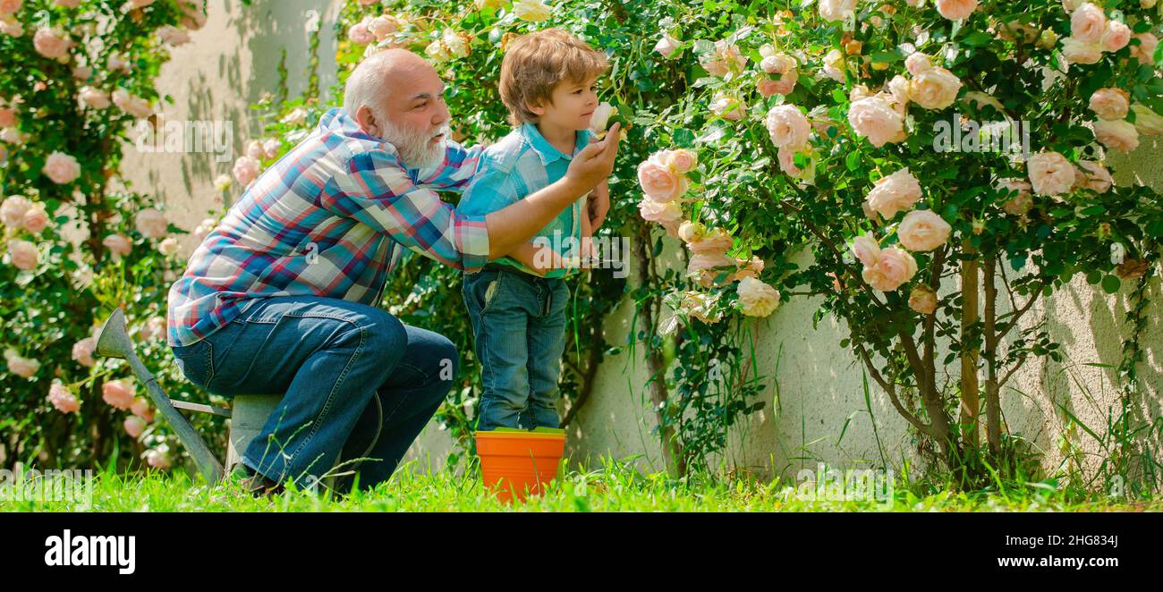 Grandfather planting flowers grandson hi-res stock photography and ...