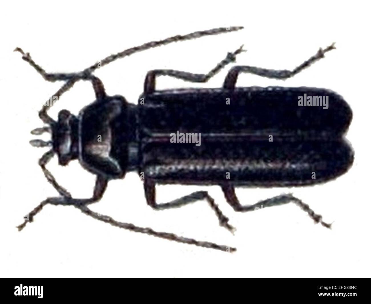 Silis hi-res stock photography and images - Alamy