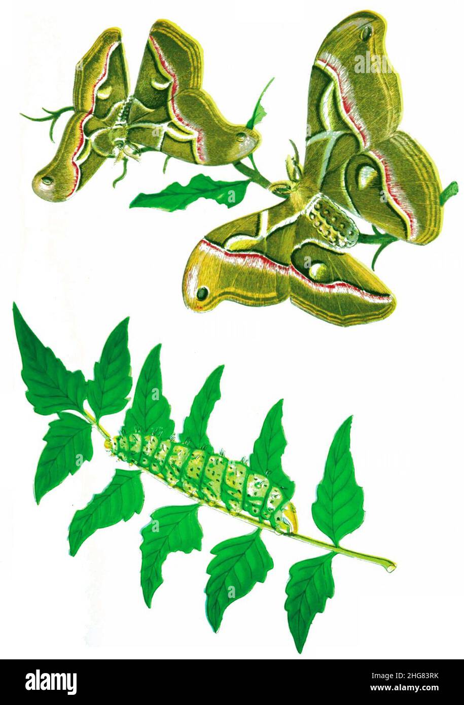 Cynthia moth Cut Out Stock Images & Pictures - Alamy