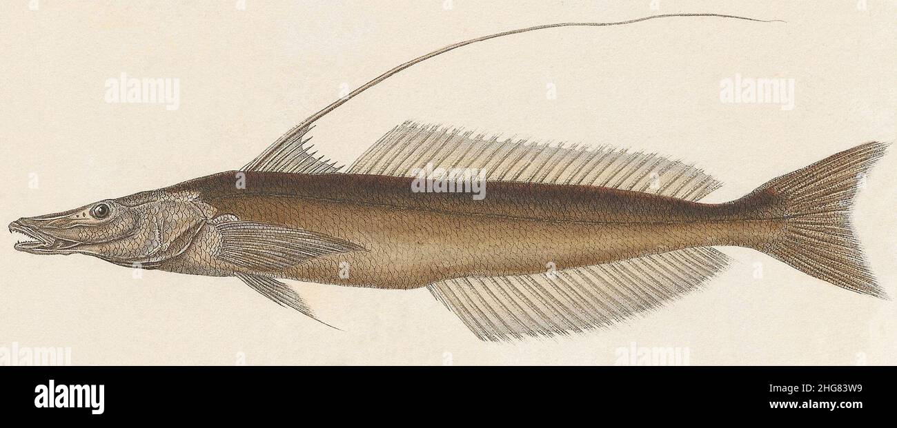 Sillaginopsis panijus hi-res stock photography and images - Alamy