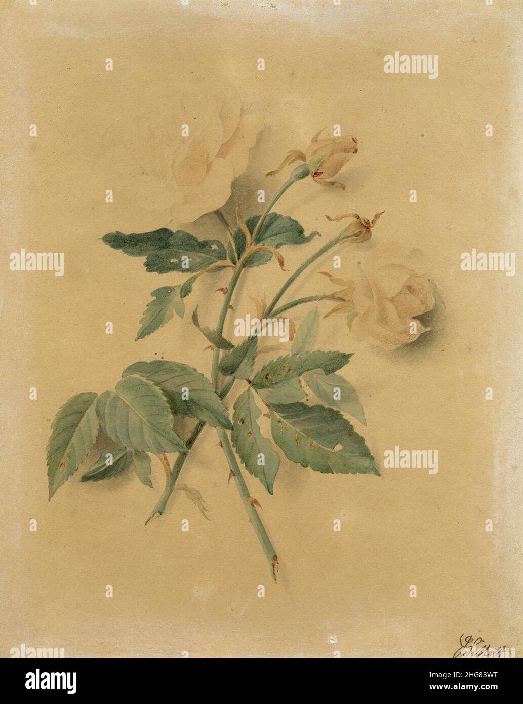 Sillett hi-res stock photography and images - Alamy