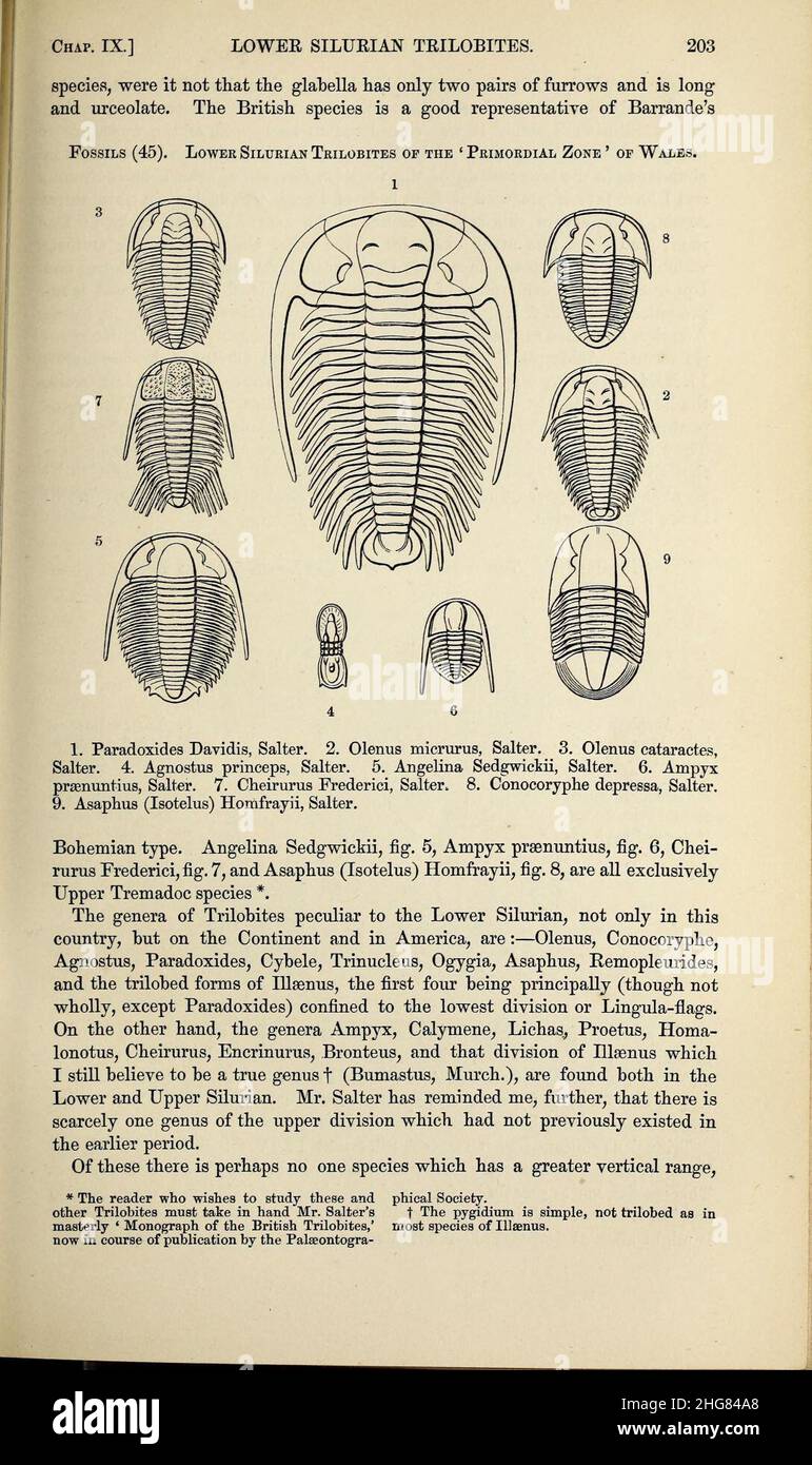 Siluria hi-res stock photography and images - Alamy
