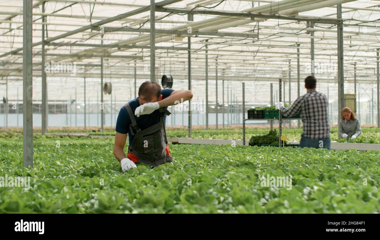 Agronomist team working at agriculture environment for vegetables ...