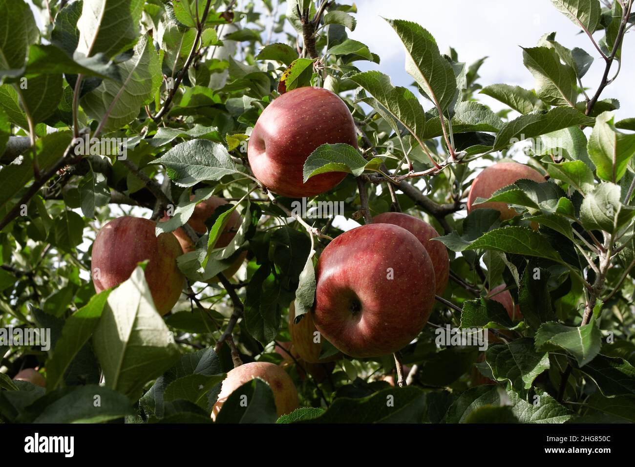 iida, nagano, japan, 2021/27/10 , apple orchard in Iida city in Nagano ...