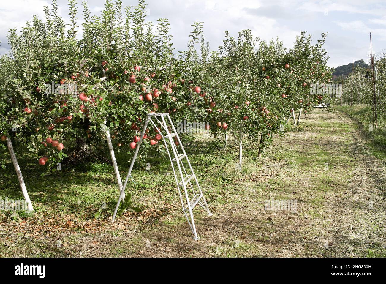 iida, nagano, japan, 2021/27/10 , apple orchard in Iida city in Nagano ...