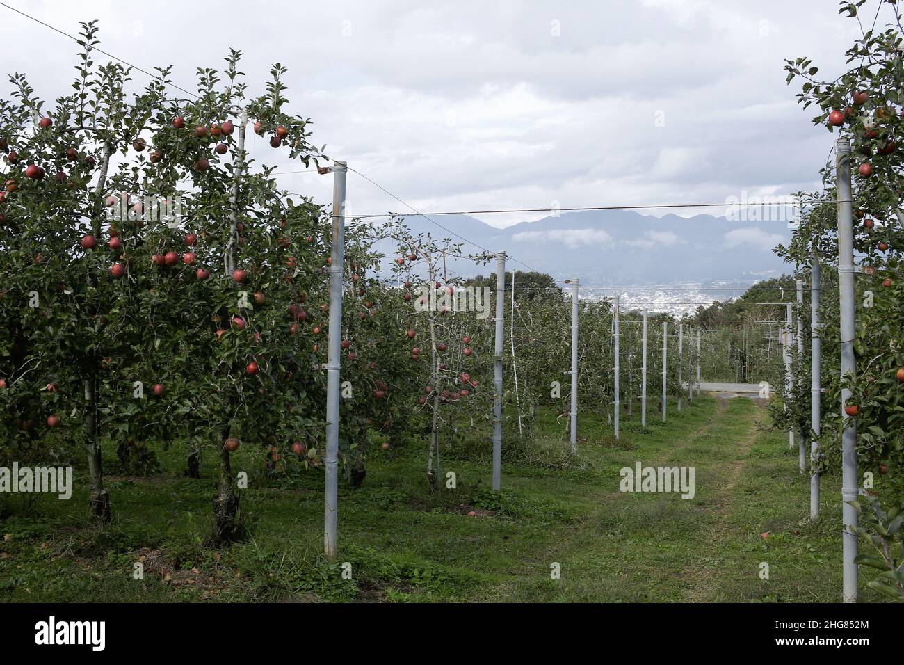 iida, nagano, japan, 2021/27/10 , apple orchard in Iida city in Nagano ...