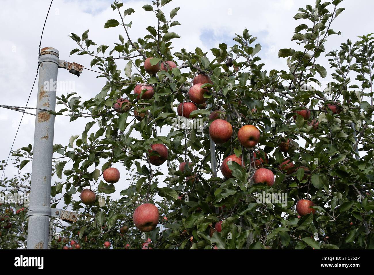 iida, nagano, japan, 2021/27/10 , apple orchard in Iida city in Nagano ...