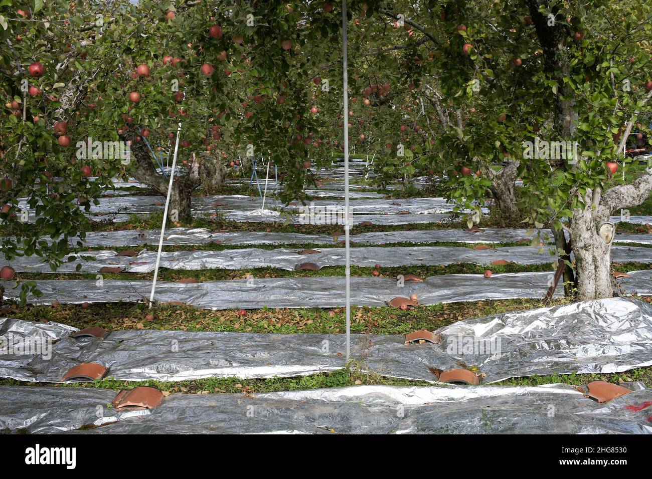 iida, nagano, japan, 2021/27/10 , apple orchard in Iida city in Nagano ...