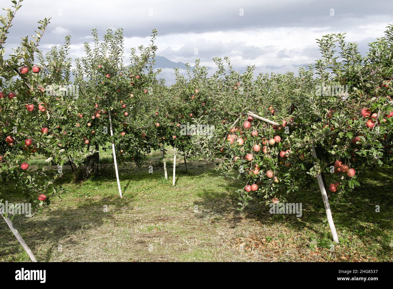 iida, nagano, japan, 2021/27/10 , apple orchard in Iida city in Nagano ...