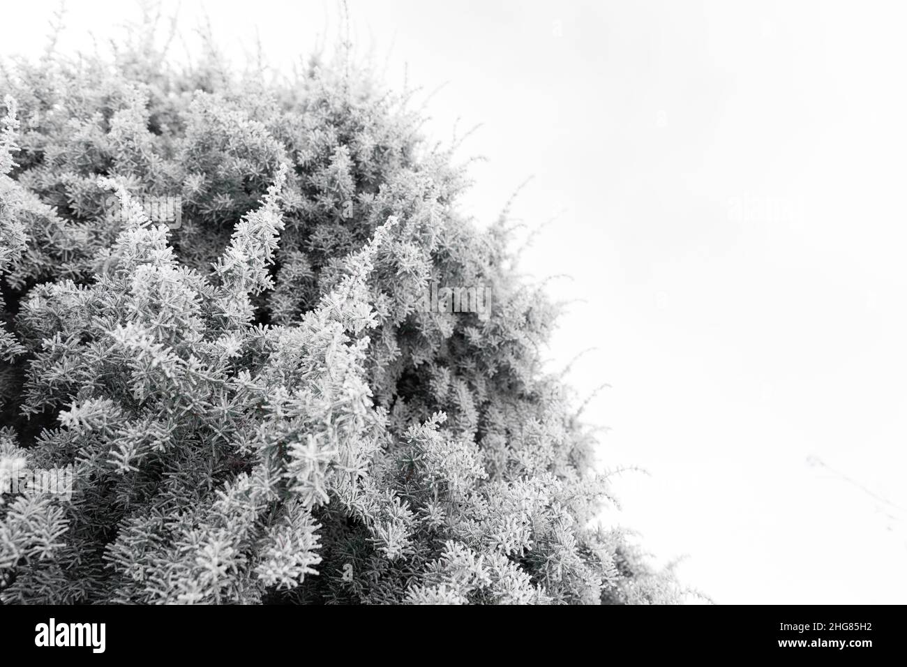 juniper bush covered with frost on a frosty day on a white isolated ...