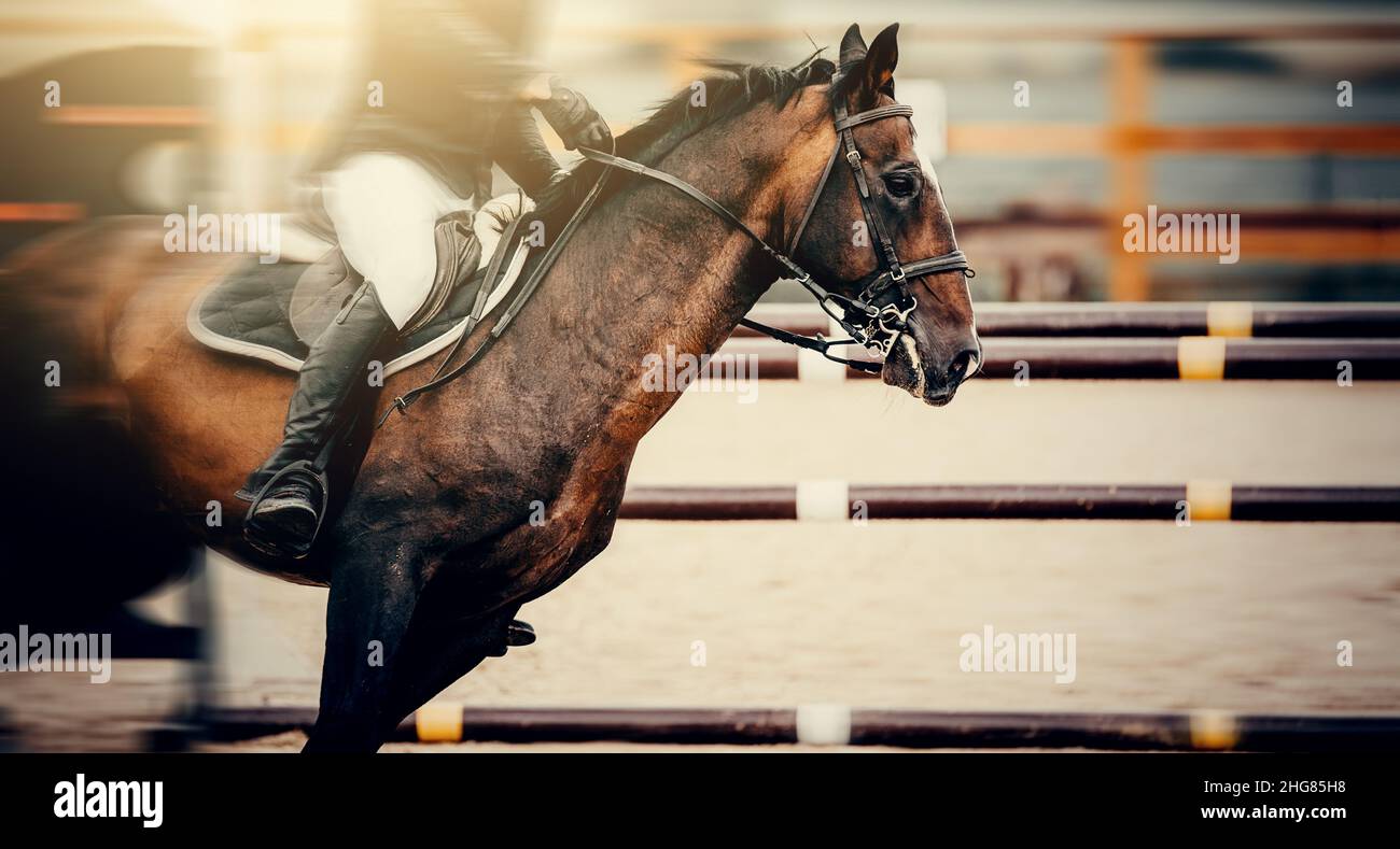 The horse overcomes an obstacle. Equestrian sport, jumping. Overcome ...