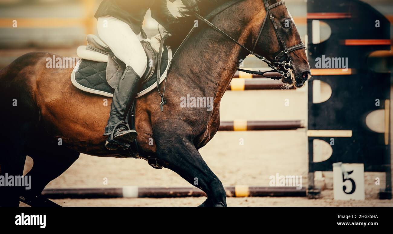 The leg of the rider in the stirrup, riding on a horse. Stirrup close ...