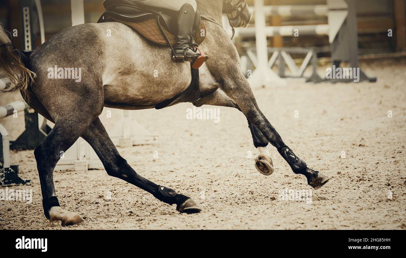 Equestrian sport. Galloping horse. Dressage of horses in the arena. The ...