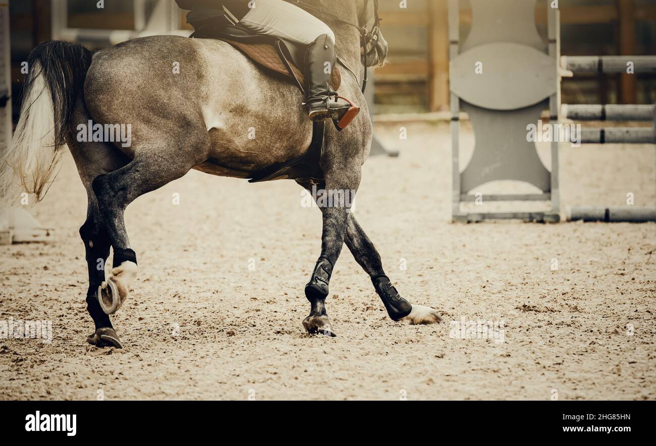 Equestrian sport. Galloping horse.The legs of a horse galloping, rear ...