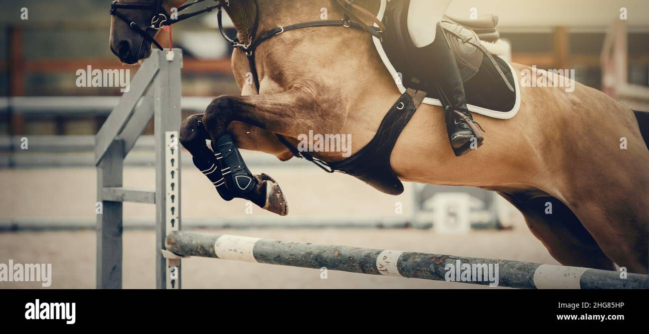 The shod hooves of a horse over an obstacle. The horse overcomes an ...