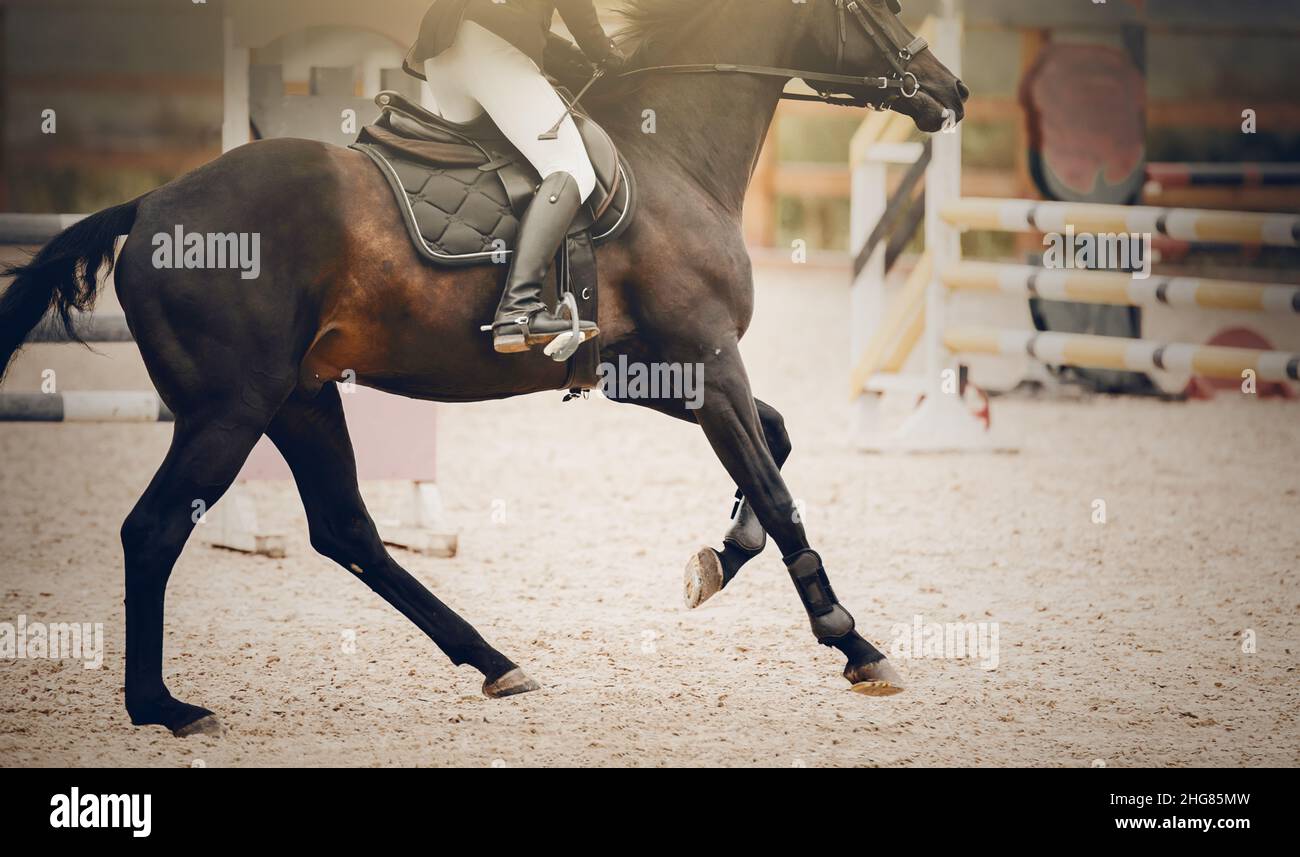 Equestrian sport. Galloping horse. Dressage of horses in the arena. The ...