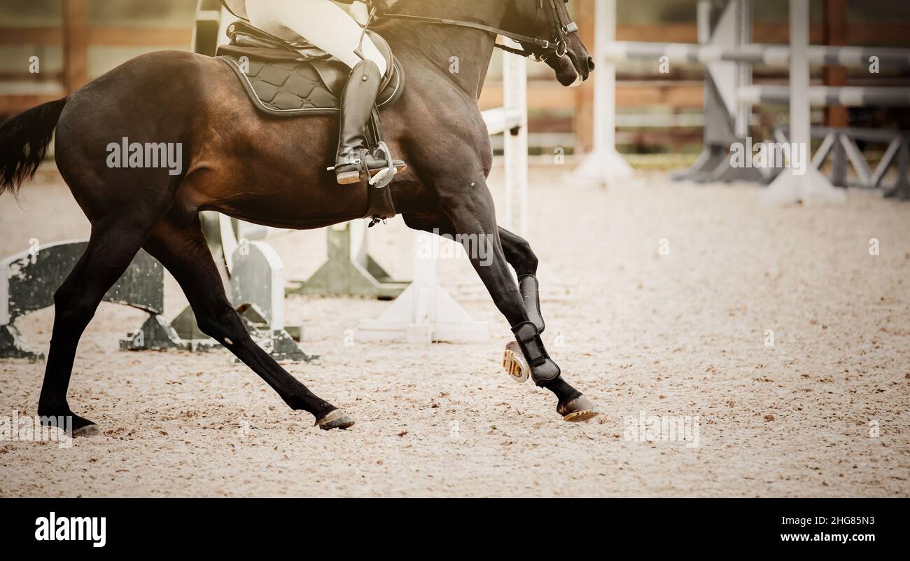 Equestrian sport. Galloping horse. Dressage of horses in the arena. The ...