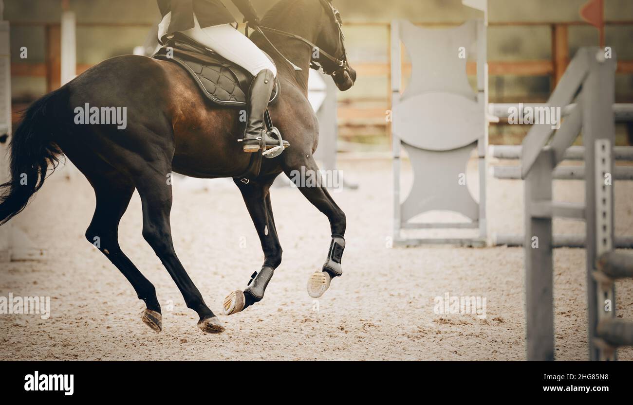 Equestrian sport. Galloping horse. Dressage of horses in the arena. The ...
