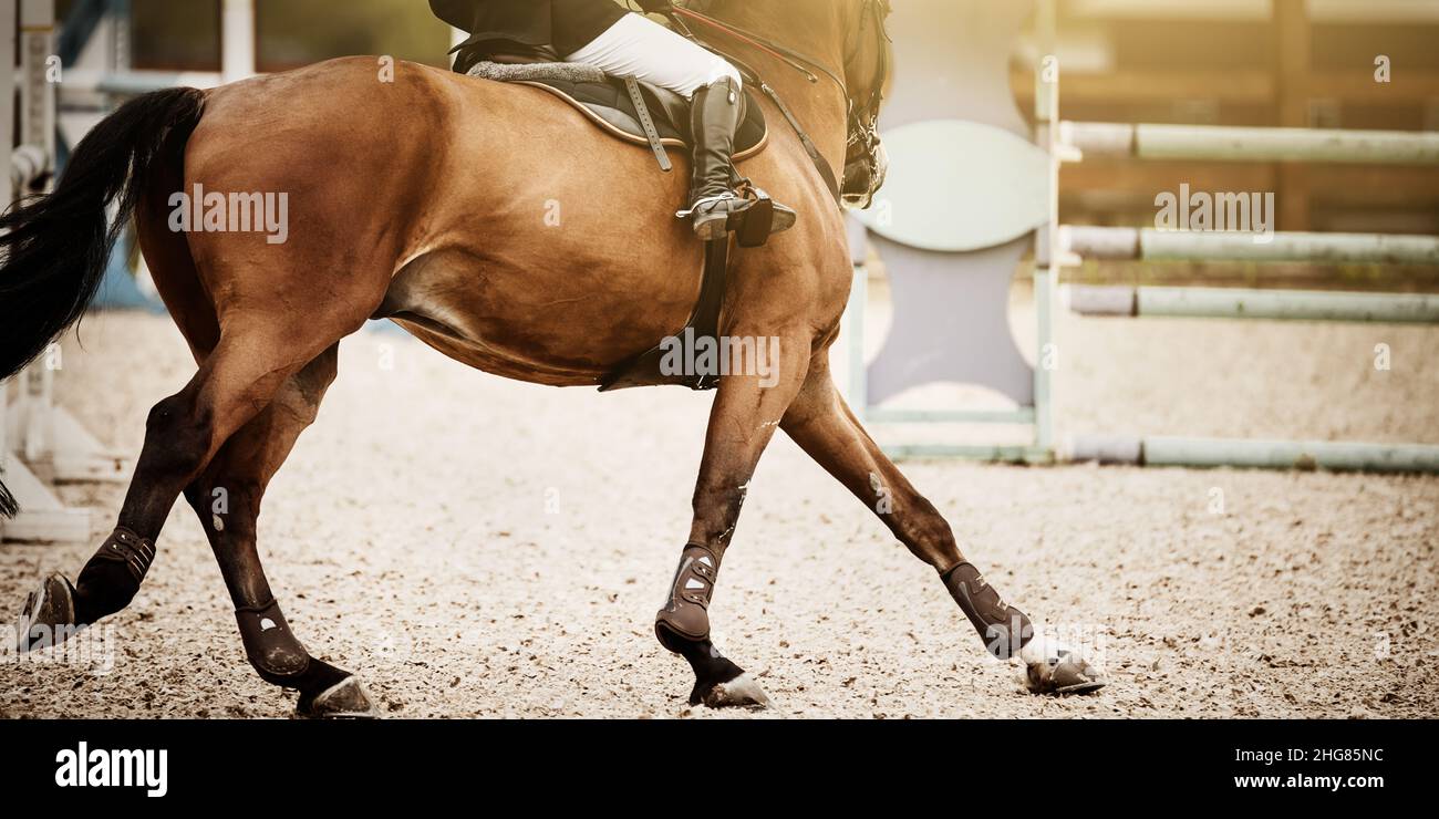 Equestrian sport. Galloping horse. Dressage of horses in the arena. The ...