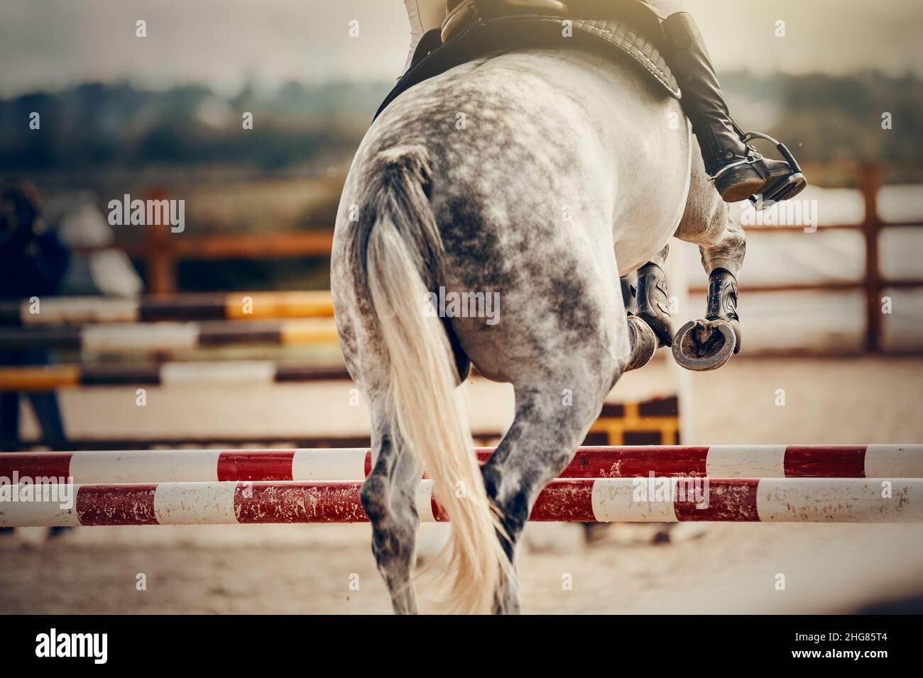 The shod hooves of a gray horse over an obstacle. The horse overcomes ...