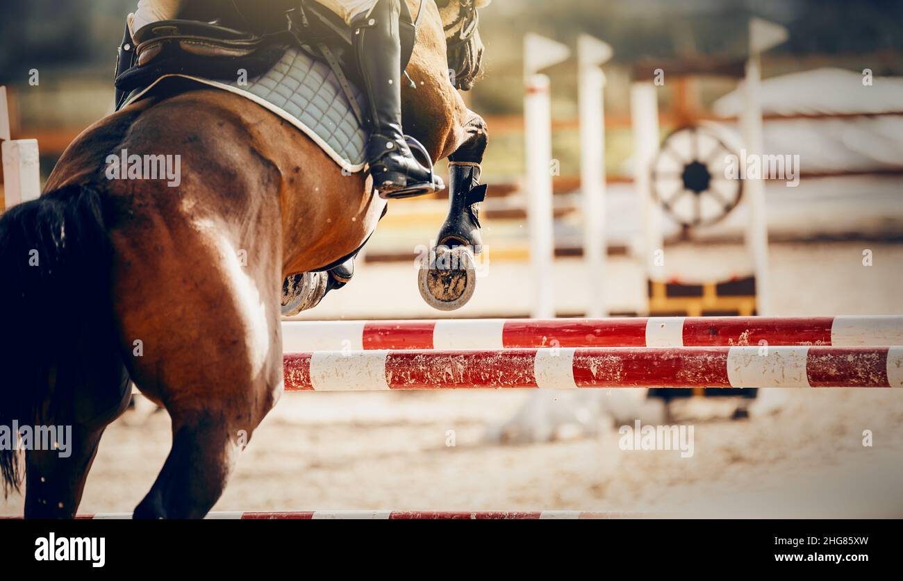 The shod hooves of a horse over an obstacle. The horse overcomes an ...