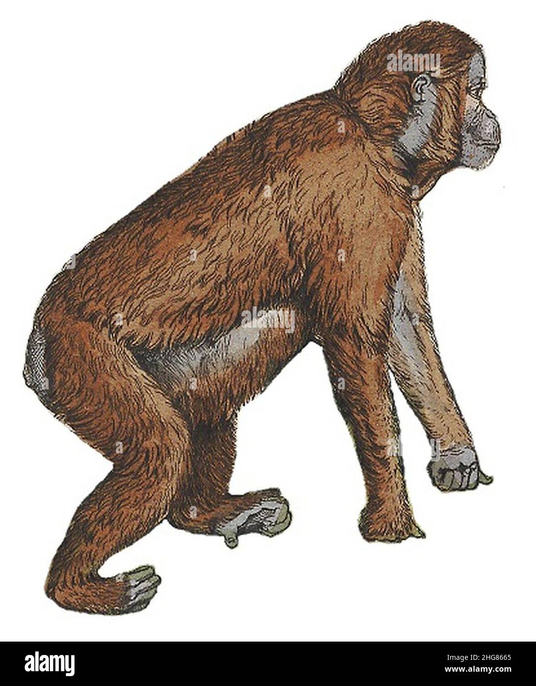 Simia satyrus - 1837 Stock Photo - Alamy