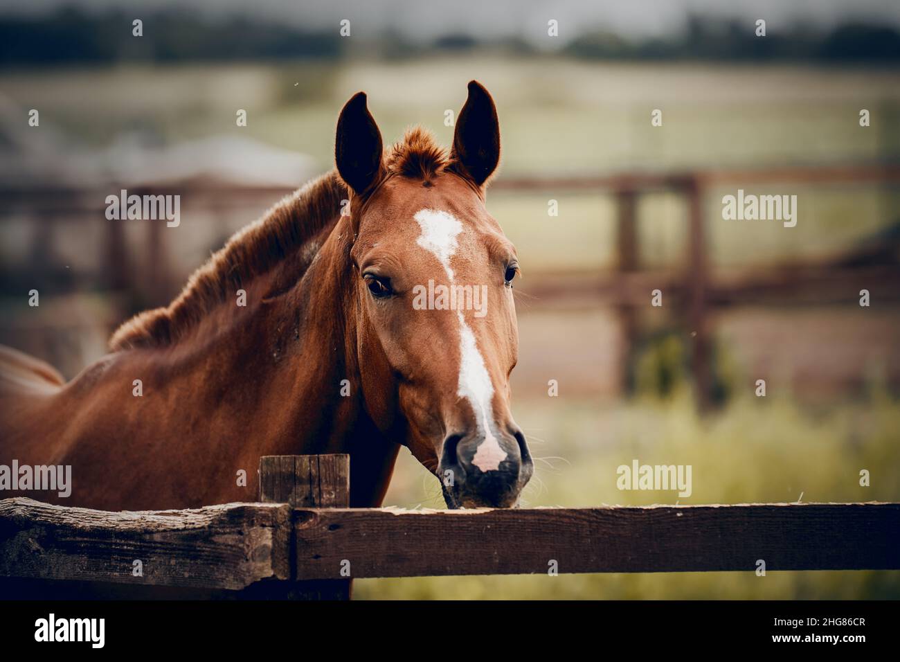 Portrait of a red horse with a white stripe on the muzzle, walking in ...