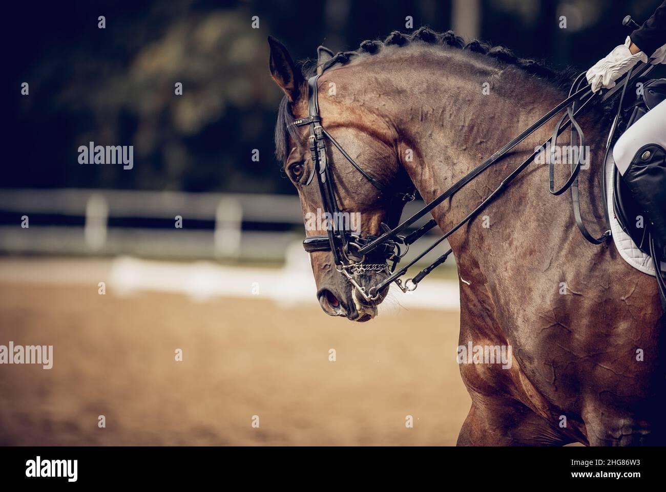 Portrait sports brown stallion in the double bridle. Dressage of horses ...