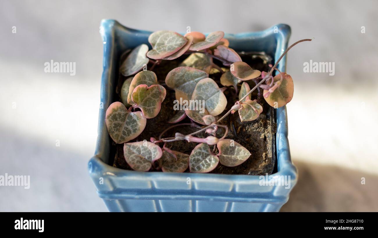 Closeup of a variegated String of hearts plant Stock Photo - Alamy