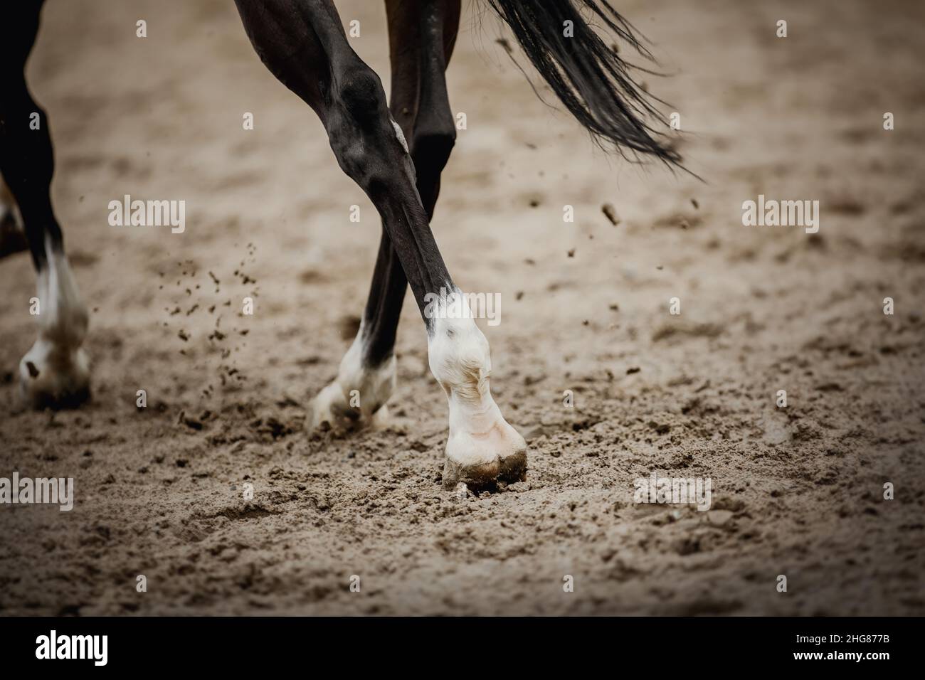 Equestrian sport. Dust under the horse's hooves. Legs of a galloping ...