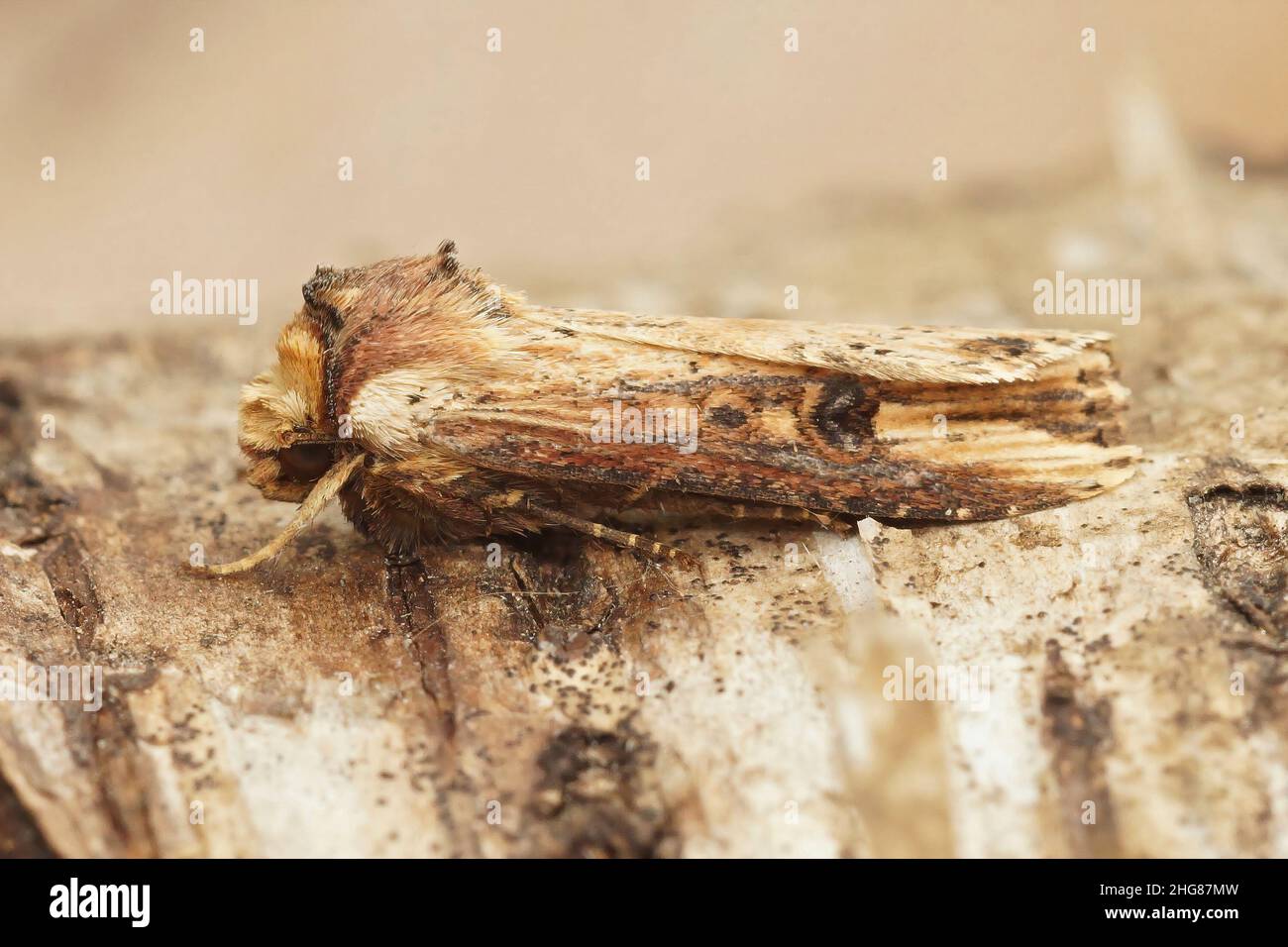 Closeup on a Shuttle-shaped Dart moth, Agrotis puta, sitting on a piece ...