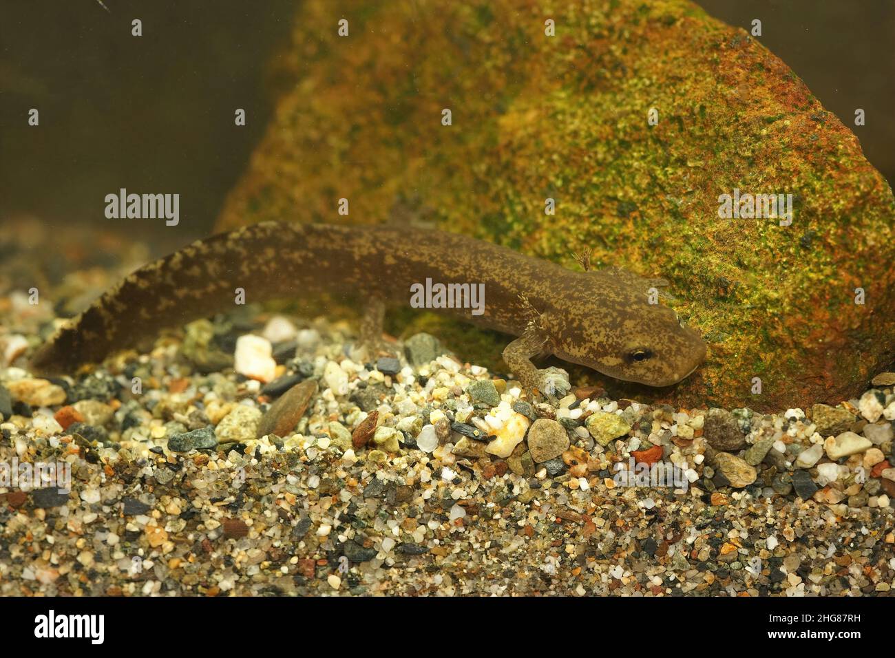 Closeup on an aquatic larvae of the coastal giant salamander ...