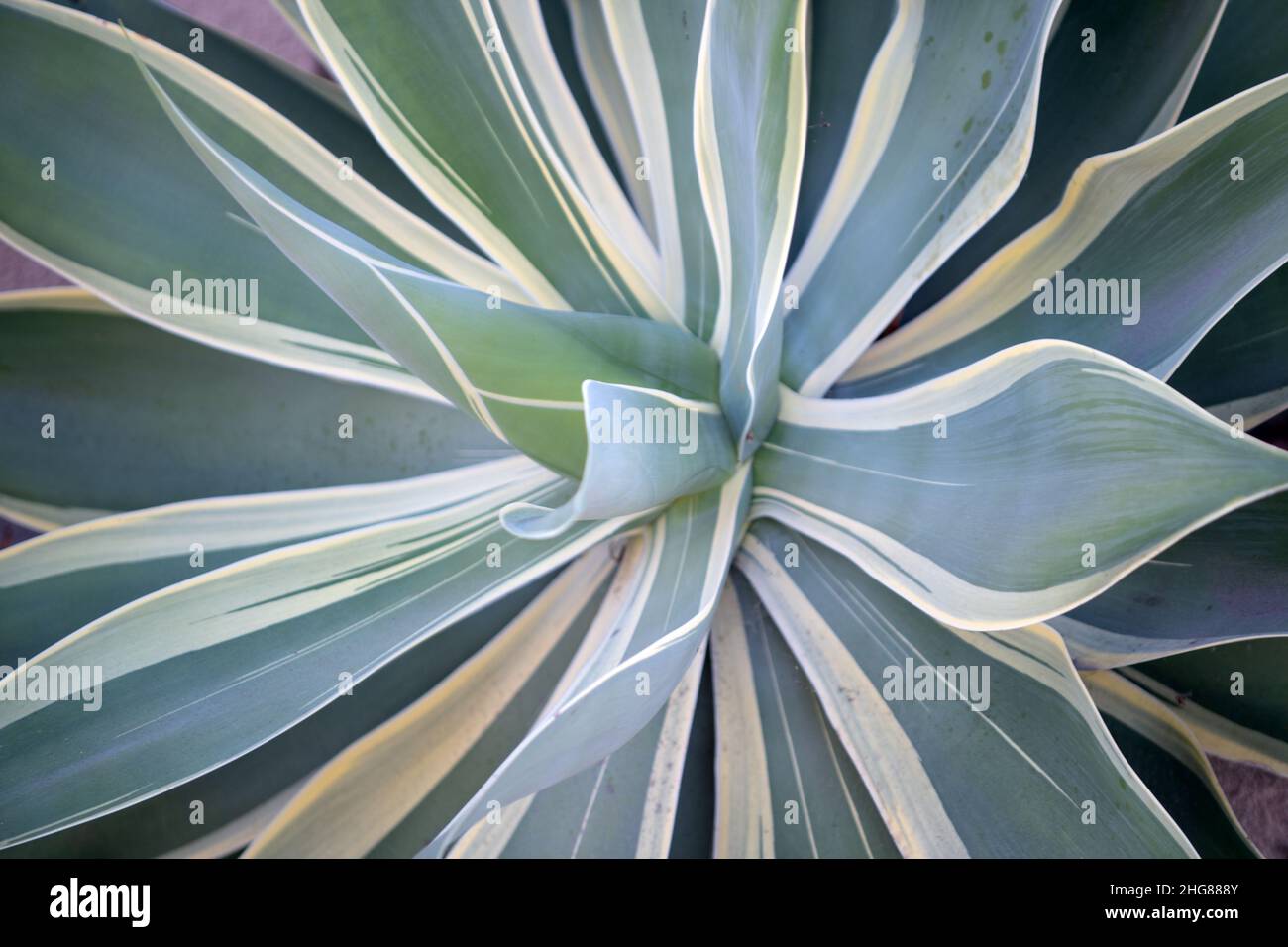 Agave. Cactus backdround, cacti design or cactaceae pattern Stock Photo ...
