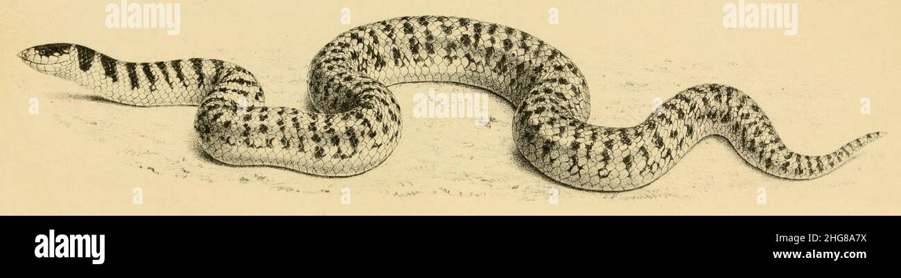 Fasciolatus hi-res stock photography and images - Alamy