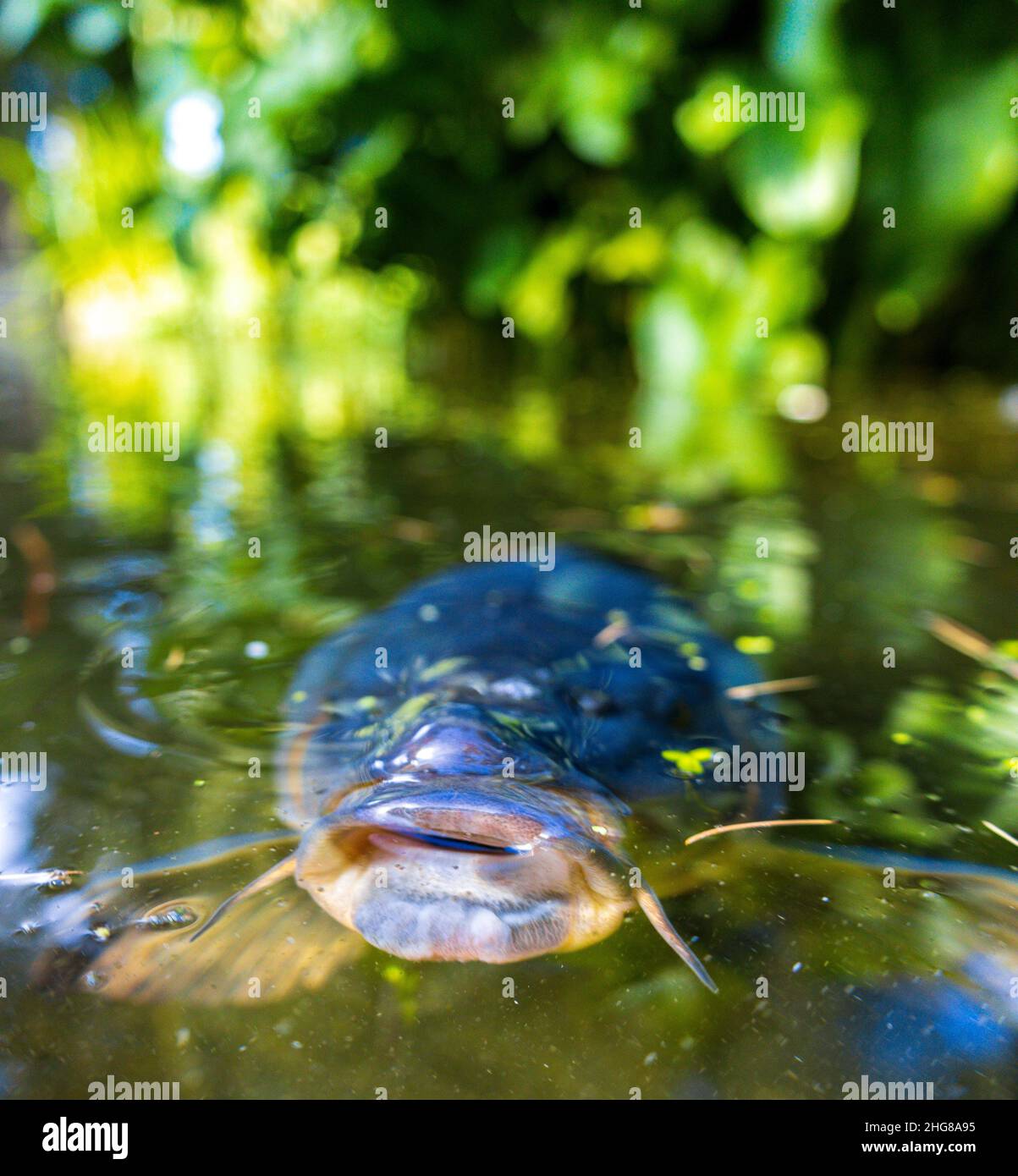 Giant Koi Karp swimming in a manmade pond within a Japanese Zen style ...