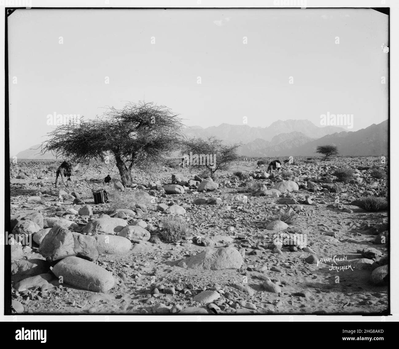 El kaa hi-res stock photography and images - Alamy