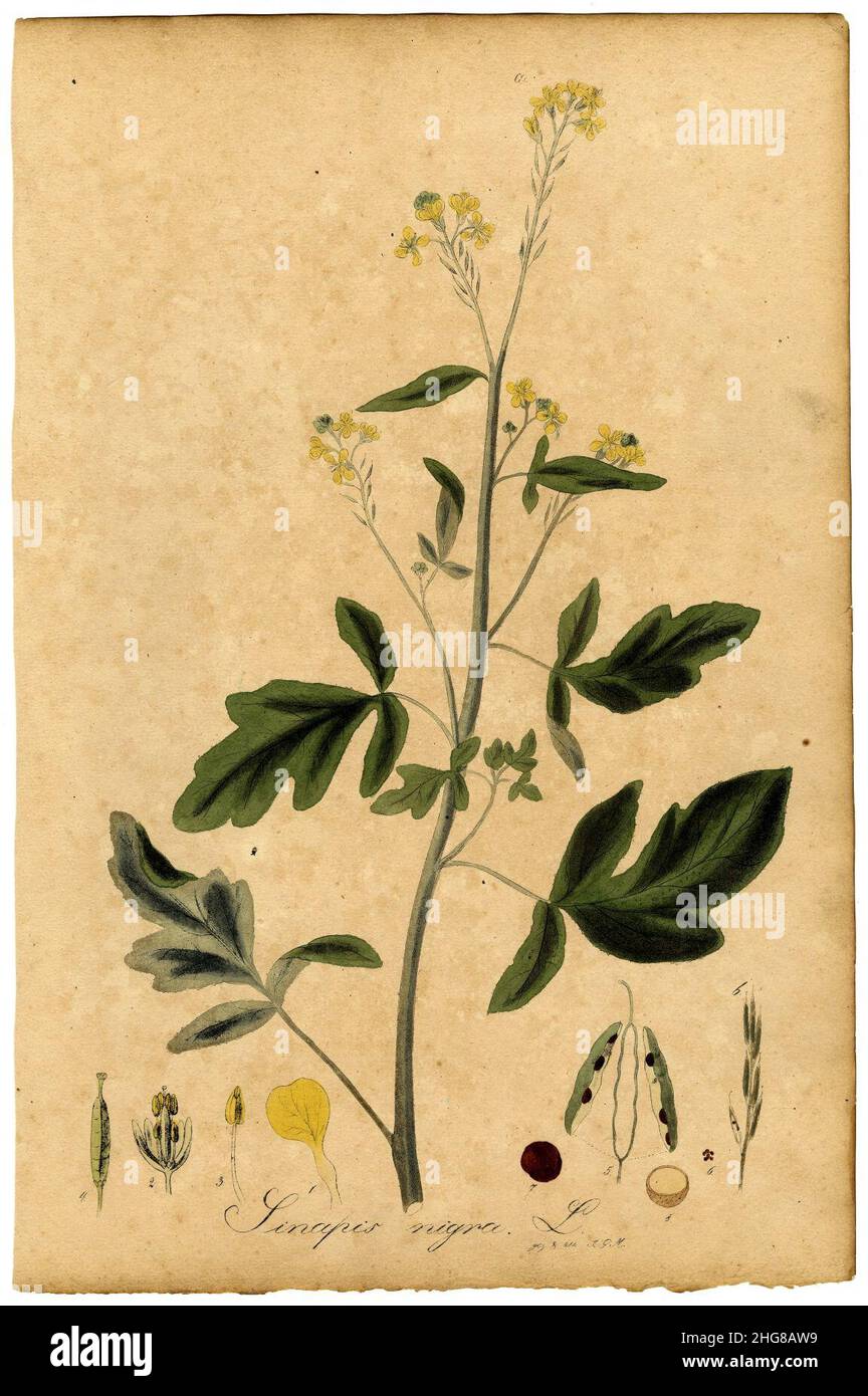 Sinapis nigra hi-res stock photography and images - Alamy
