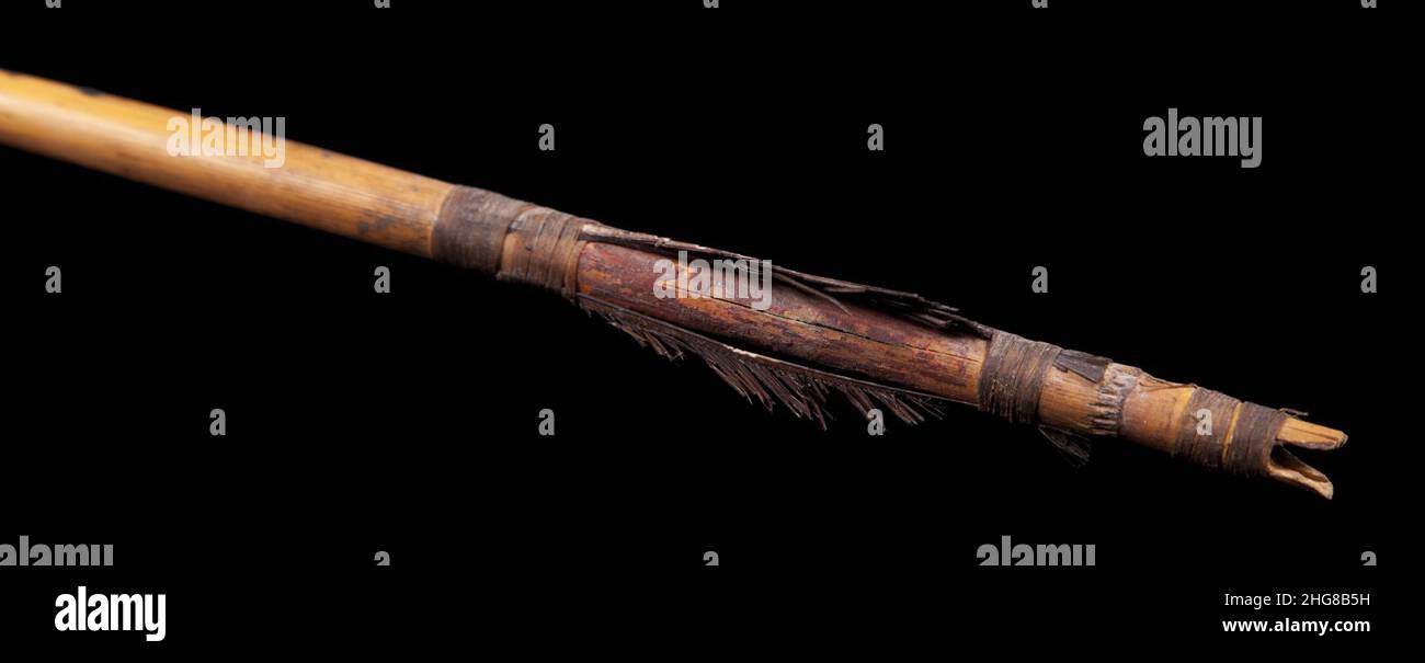 Sinew hi-res stock photography and images - Alamy