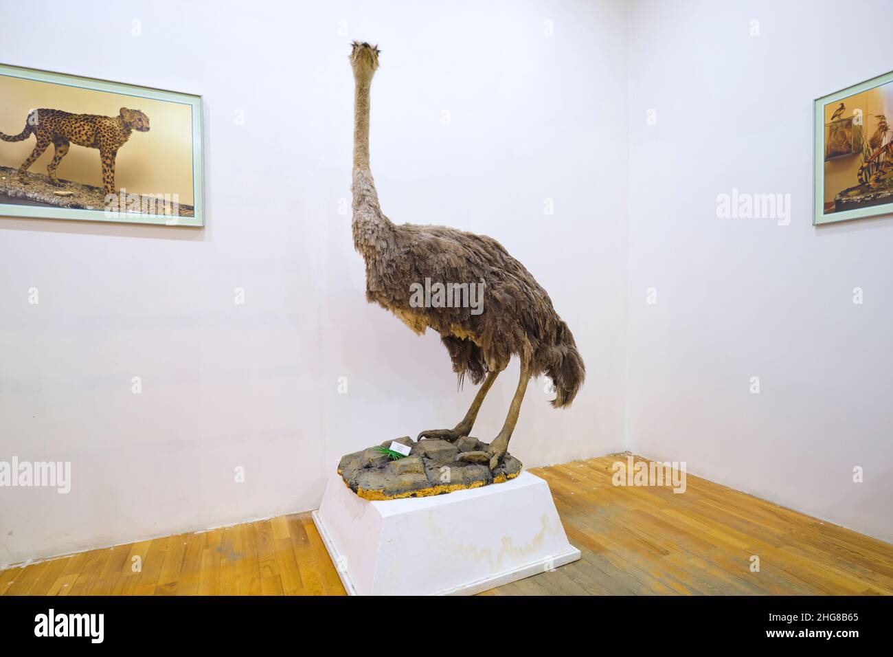 A stuffed, dead, taxidermy ostrich. At the Museum of Nature in Tashkent ...