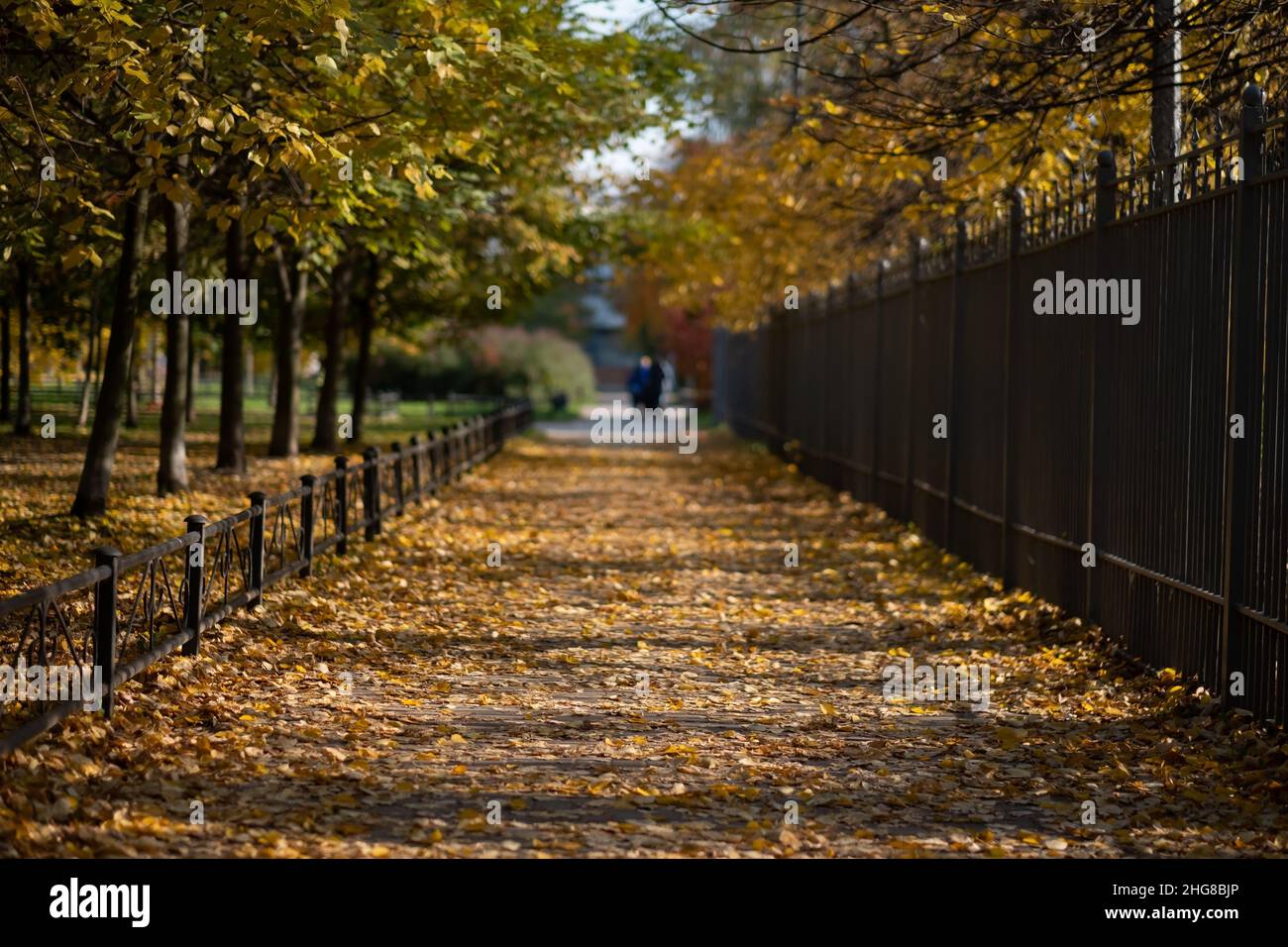 Yellow autumn trees with falling leaves on city street Stock Photo - Alamy