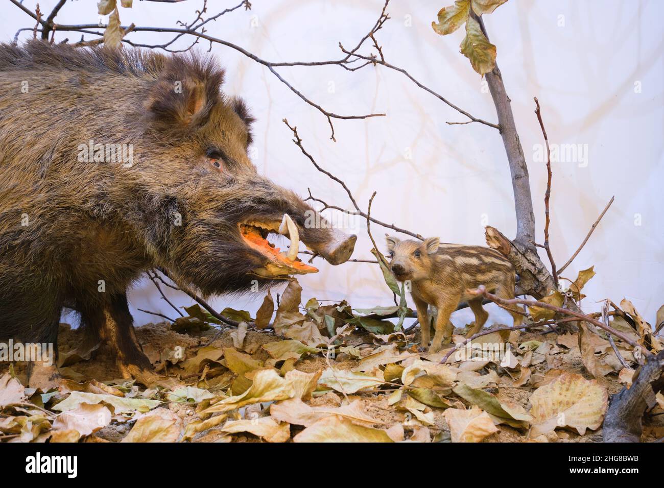 Dead warthog hi-res stock photography and images - Alamy