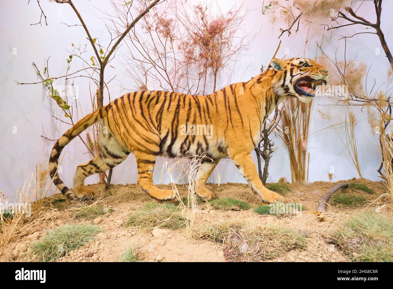 Diorama Habitat Tigre Del Bengala