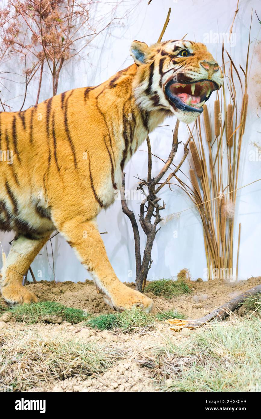 Bengal Tiger Diorama